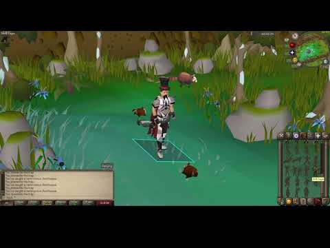 OSRS Red chinchompas at lvl 99 hunter - YouTube