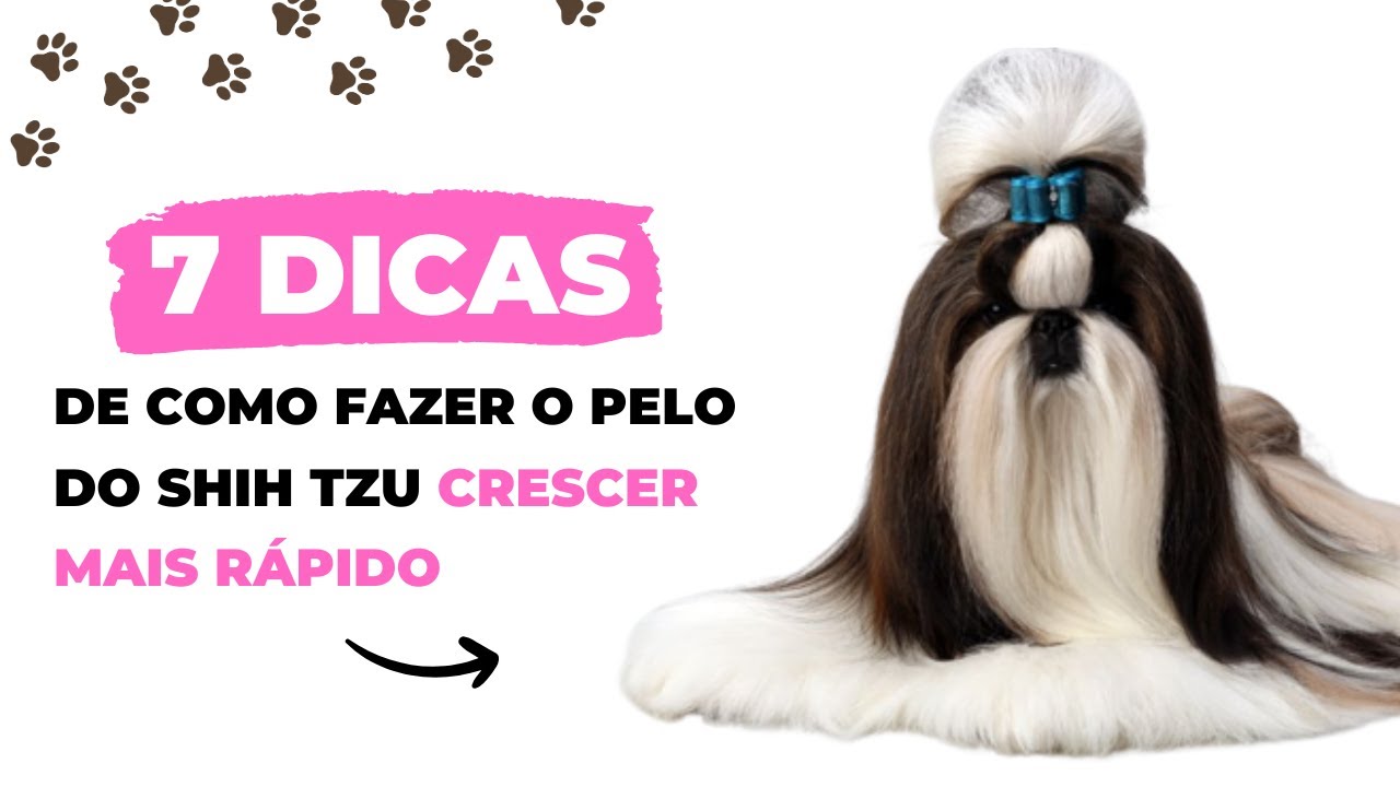 7 DICAS DE COMO FAZER O PELO DO SHIH TZU CRESCER MAIS RÁPIDO - YouTube