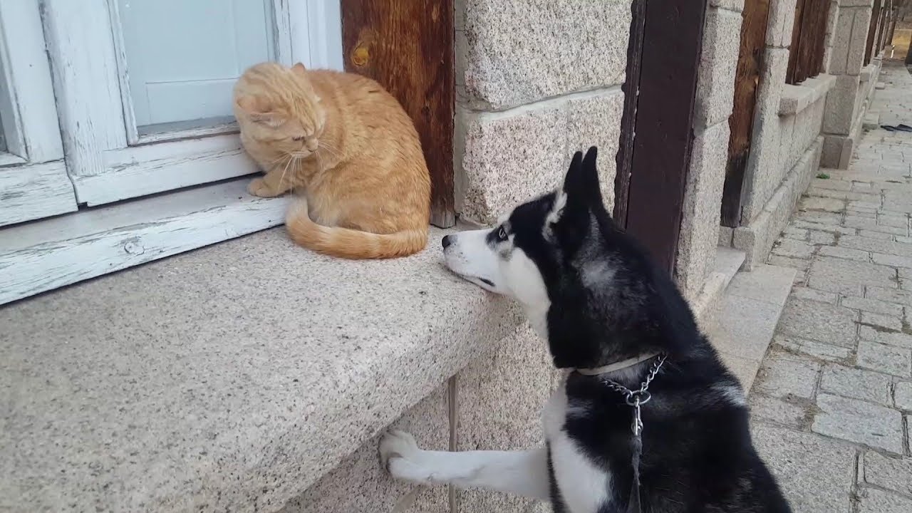 Así REACCIONA mi husky con el gato del vecino... || Max the husky - YouTube