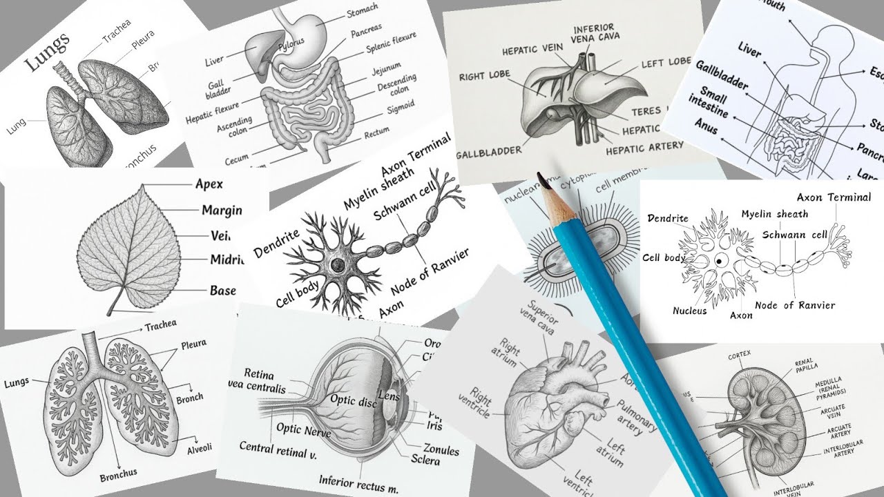 Anatomy Drawing Ideas for Students | Biology Drawing | Science Project ...