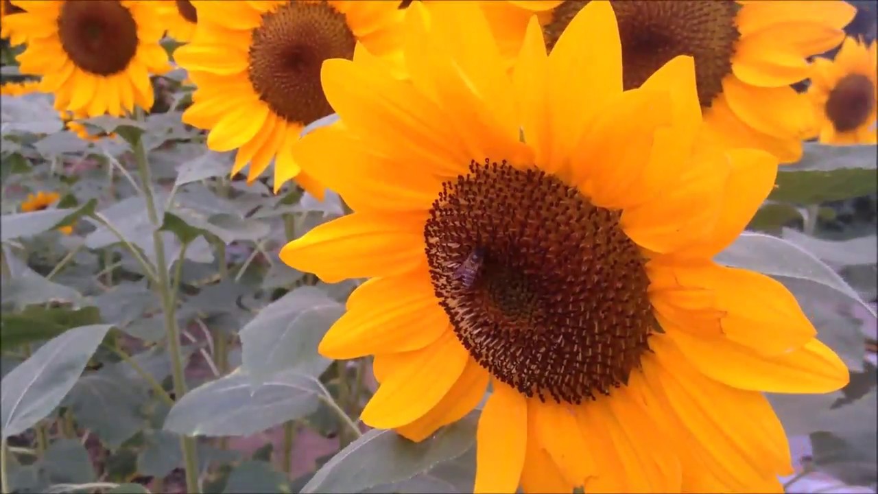 SunShine Farm - YouTube