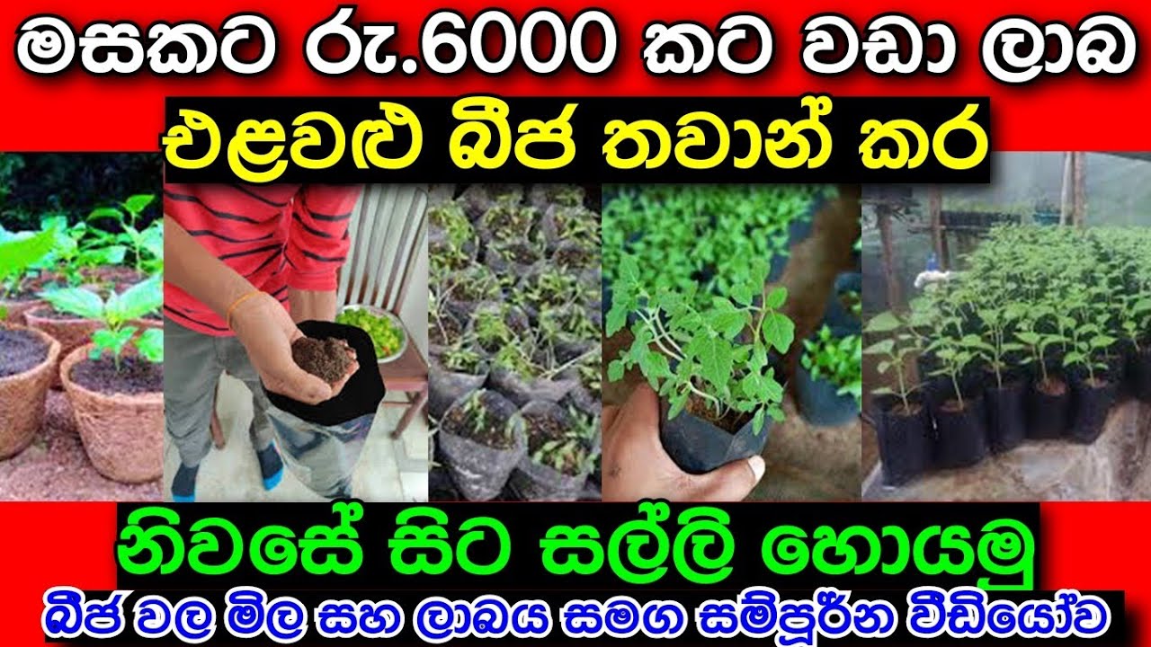 #pela thawan #business idea #swayanrwkiya - YouTube