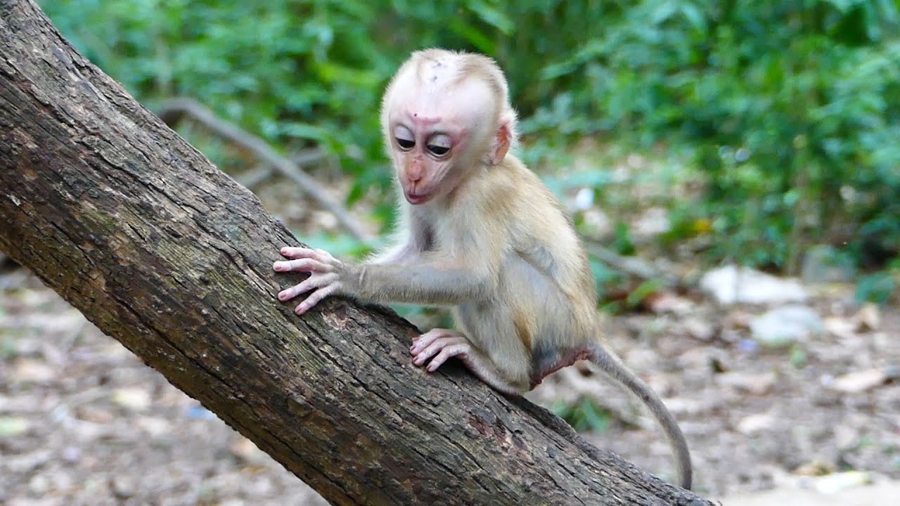 Beautiful moment!.. Old monkey trying to convince Lucy step down from ...