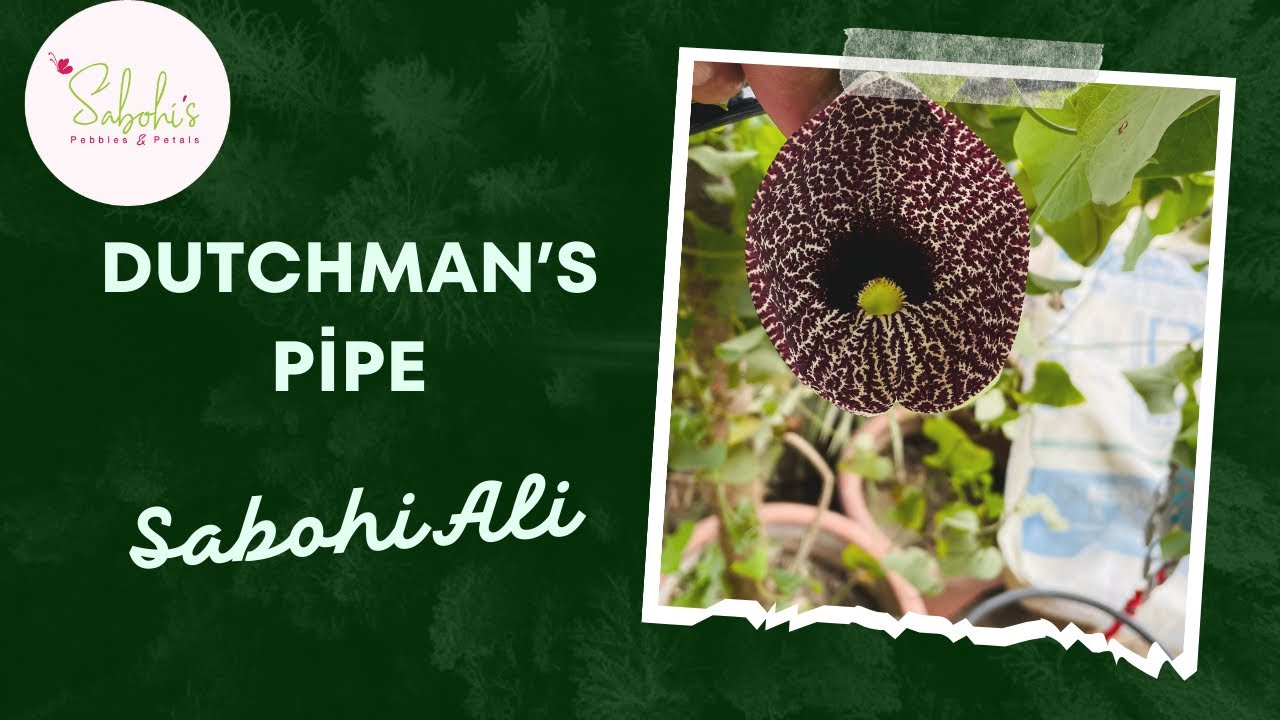 Duchman’s Pipe| How to Grow and Care for Dutchman's Pipe| A Rare and ...