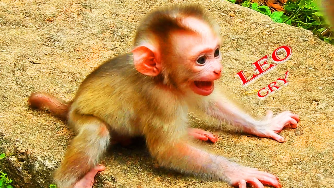 M.G! NON-STOP CRYING NEWBORN BABY MONKEY LEO COS HUNGRY RECENTLY ...