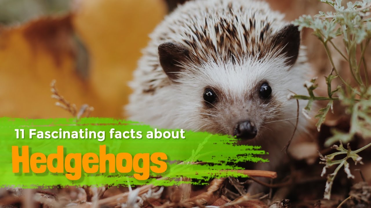 11 Fascinating Facts about Hedgehogs - YouTube