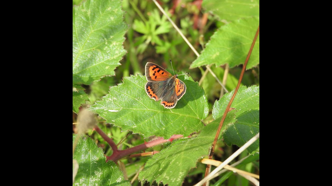 Two Small Coppers, Orley Common, 20.7.23 - YouTube