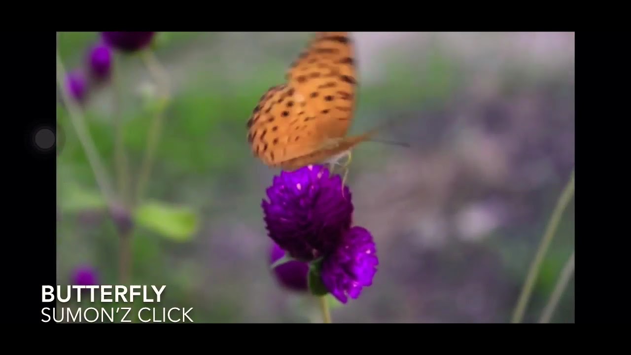 Butterfly । Natural beauty । Collecting Honey from flower - YouTube