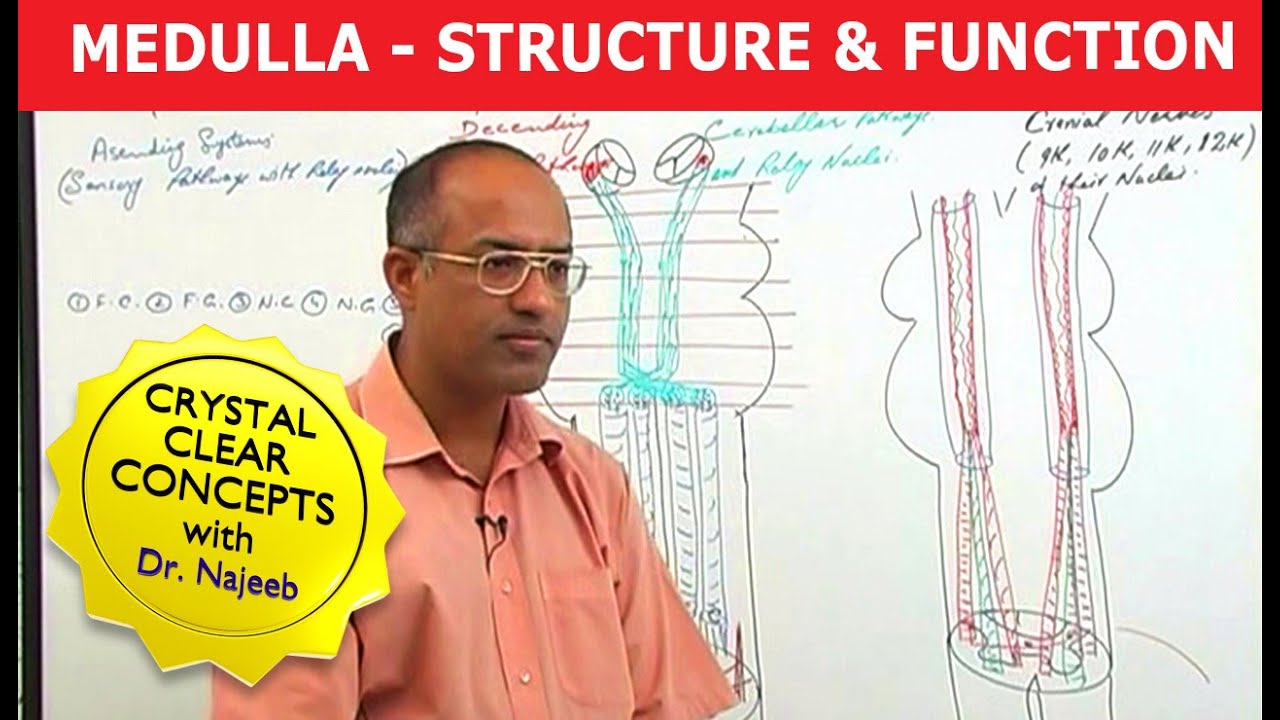 Medulla Oblongata | Structure and Function | Neuroanatomy - YouTube