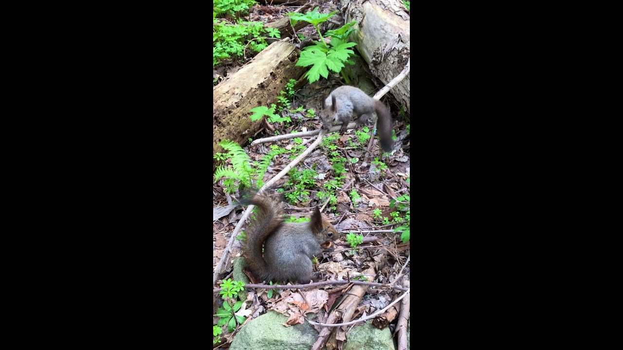 Don't just eat walnuts, look at me too! - YouTube