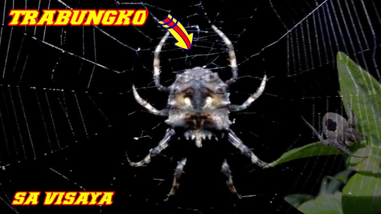 TRABUNGKO VISAYA GAGAMBA - YouTube