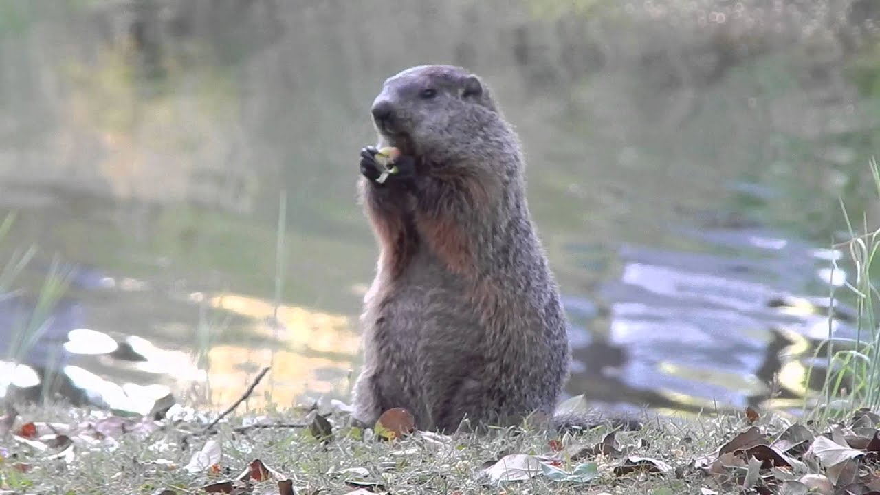 Cutest groundhog, eating apples - YouTube