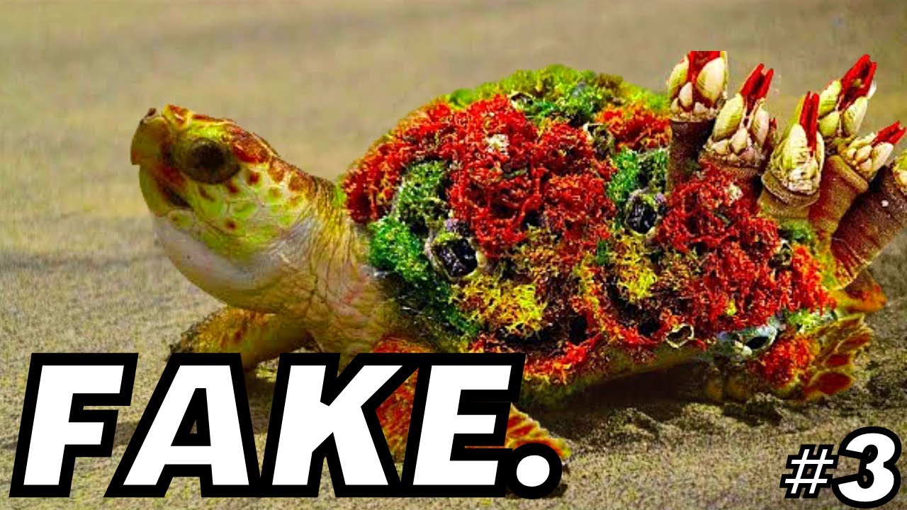Fake Barnacle Turtle Removal Videos Round 3 - YouTube