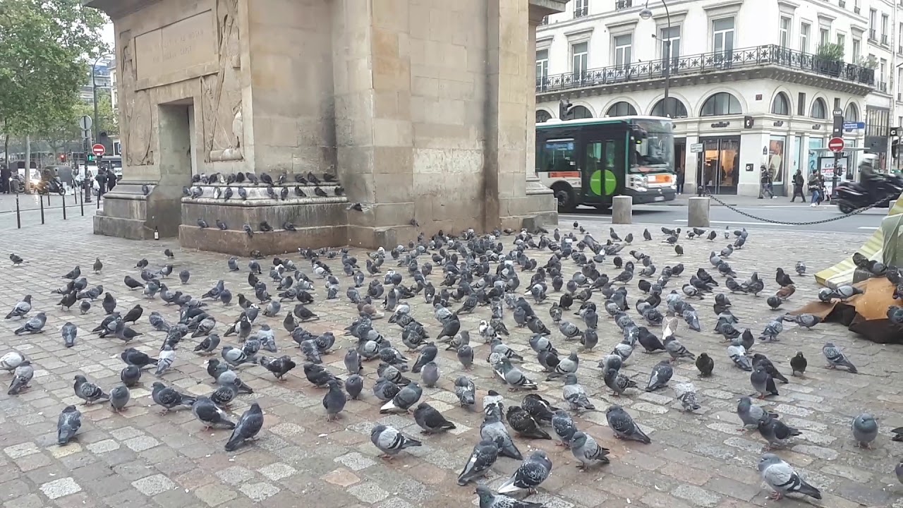 paris pigeons - YouTube