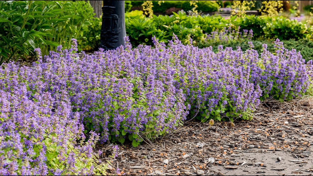 Nepeta 'Chartreuse on the Loose' | Walters Gardens - YouTube