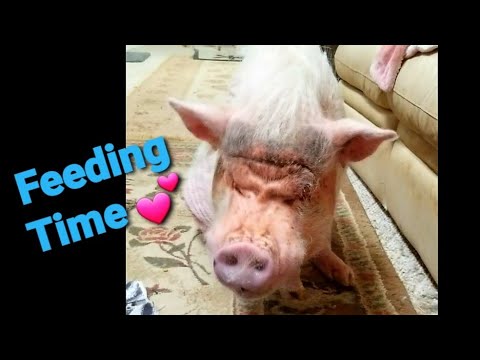 Sammy The Mini Pig Eating His Breakfast - YouTube