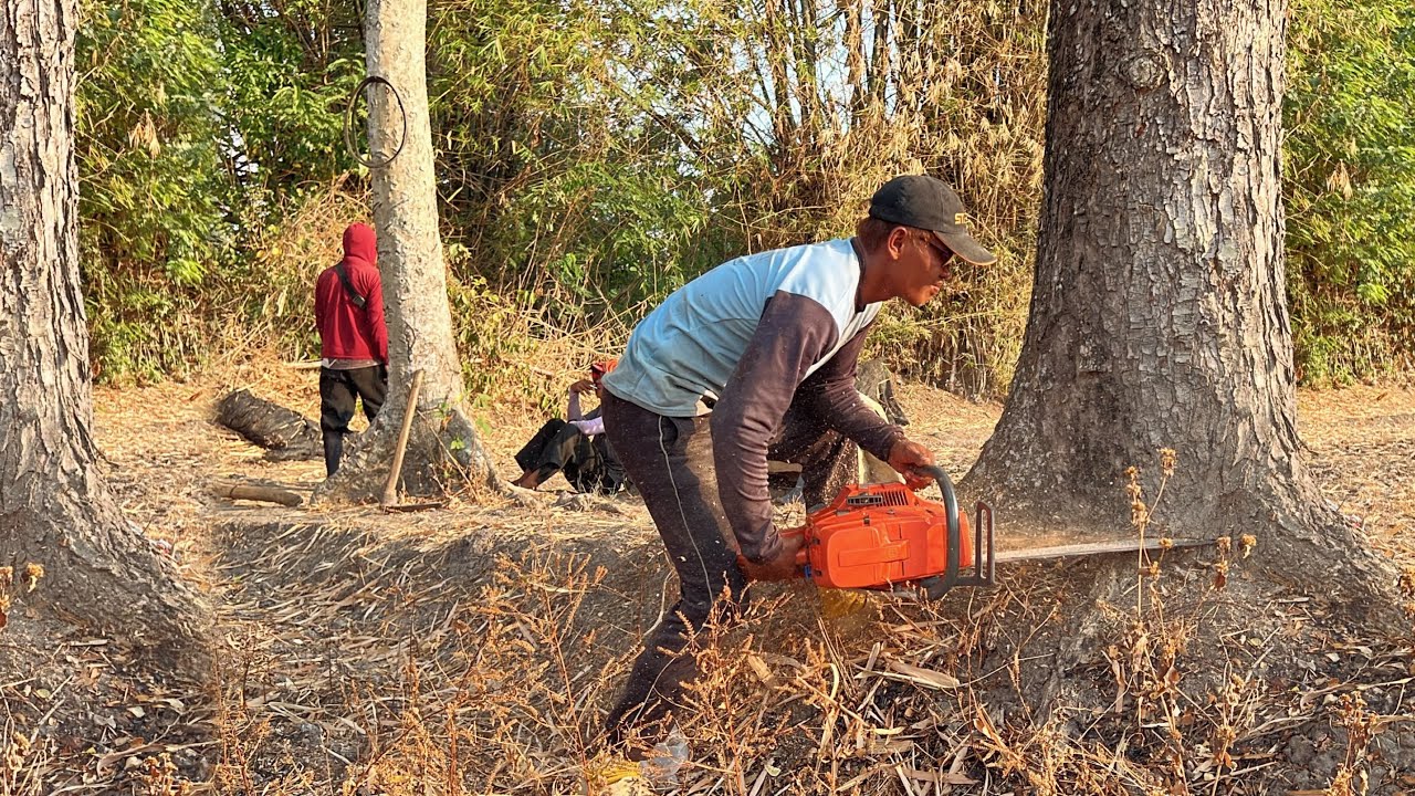 Cut down many trees easily‼️ Husqvarna 395xp chainsaw. - YouTube