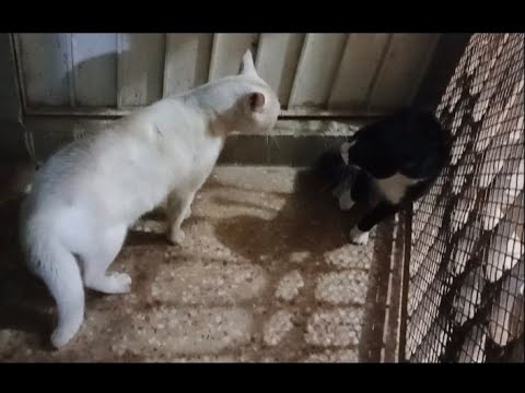 Epic Cats fighting with real sound Part 1 - YouTube
