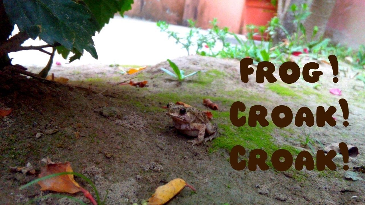 Frog ! Croak! Croak! 👌Beauty of Nature l👍Don't forget to subscribe 😊 ...