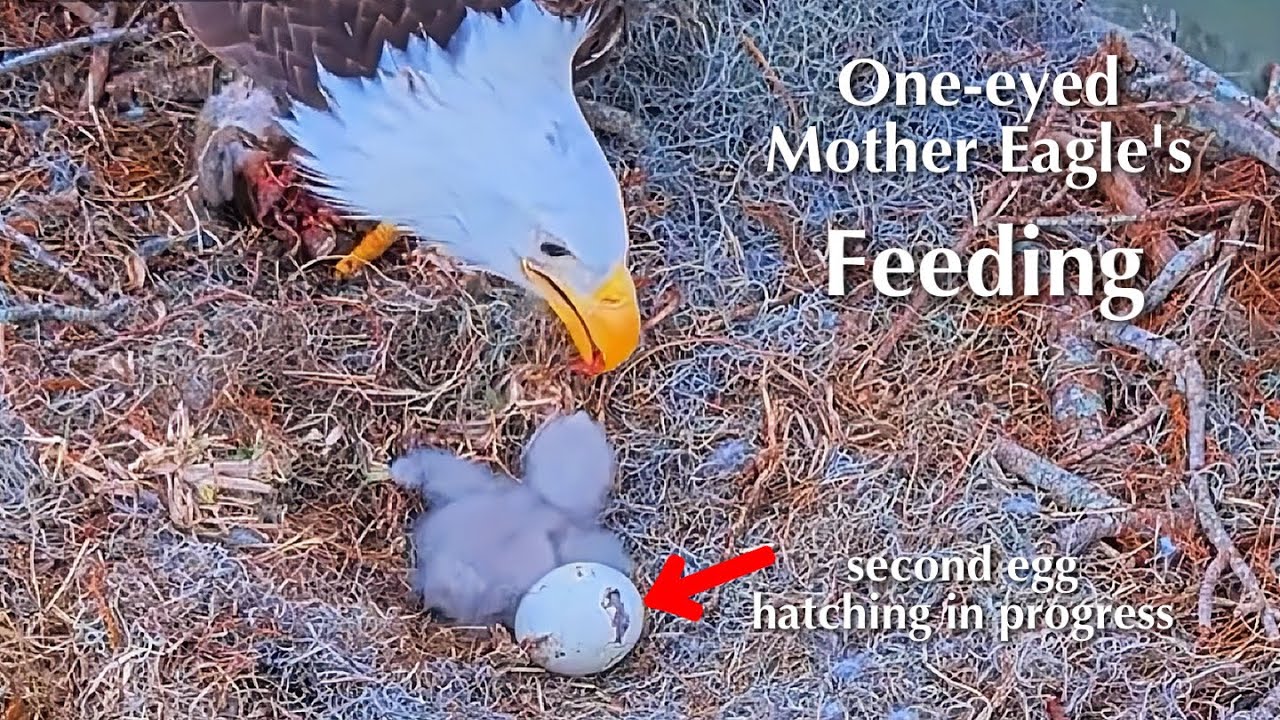 #10🦅🐥4°🥚／Winter Park Eagle Nest 2026／Against All Odds：One-Eyed Mother ...
