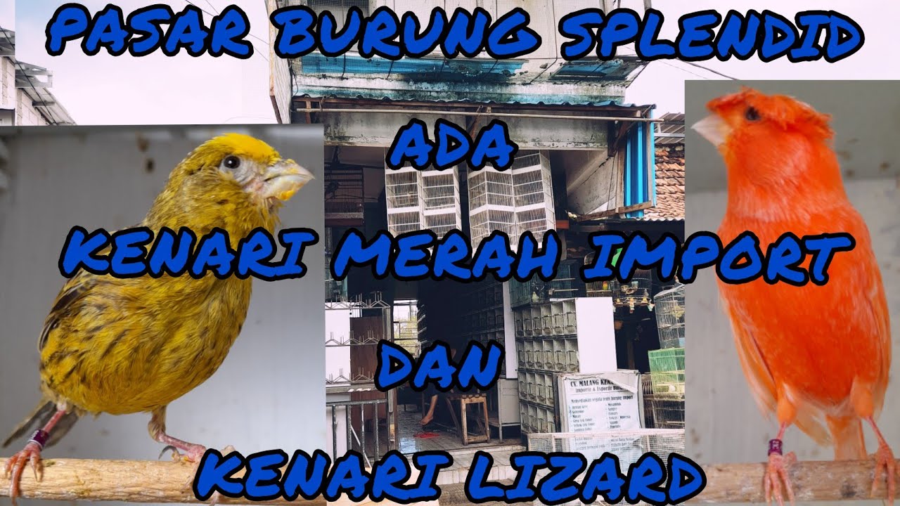 Review harga burung kenari lizard,,kenari merah import,,poksay hongkong ...