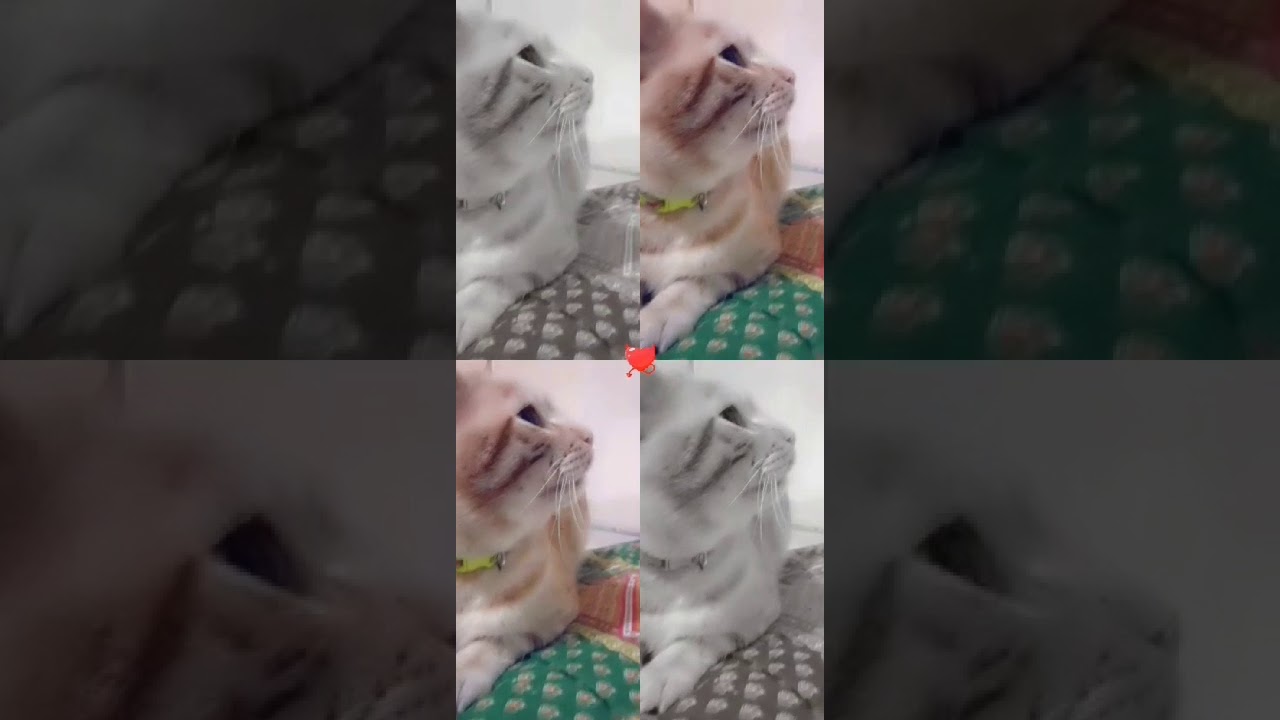 le chat le plus mignon c'est boby - YouTube