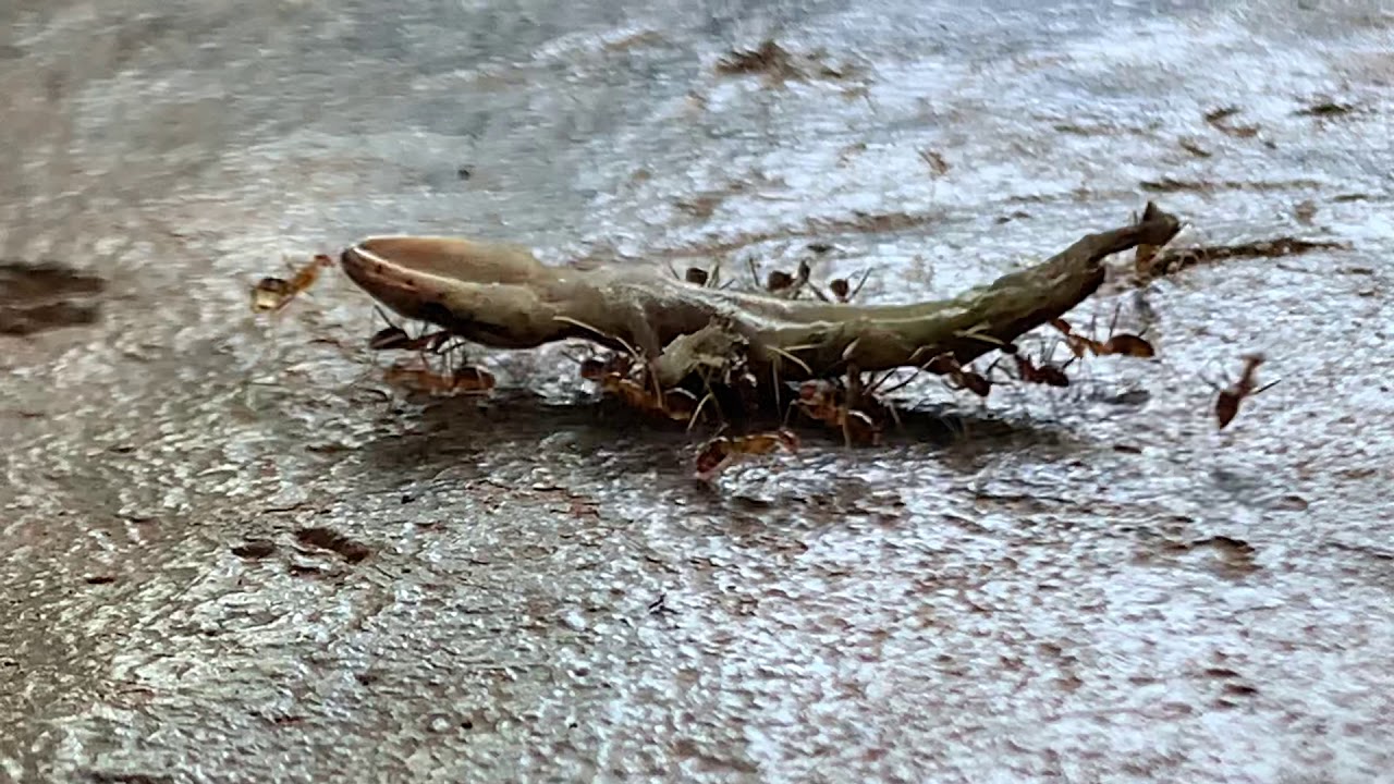 Ants carry a carcass - YouTube