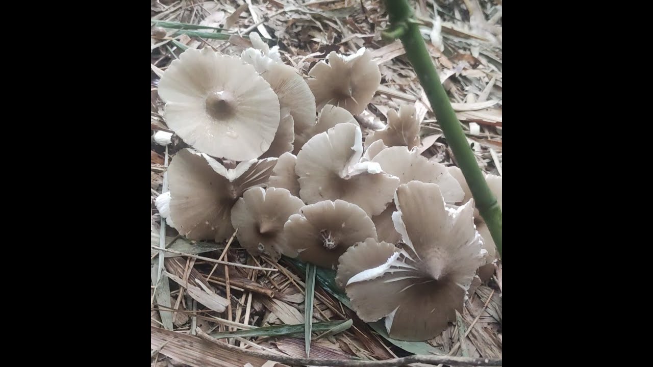 Pencarian Jamur Sultan!! Jamur Paling Nikmat Sedunia!! - YouTube