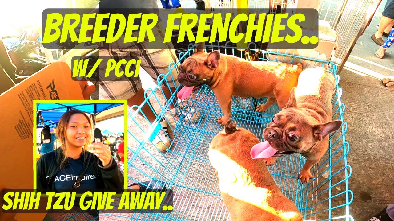 NEAR HEAT FRENCHIES PARA SA ASPIRING BREEDER.. - YouTube