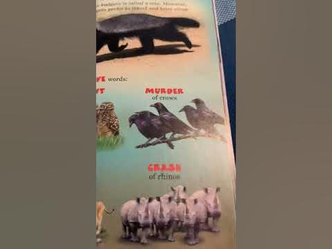 Who would win hyena vs honey badger - YouTube