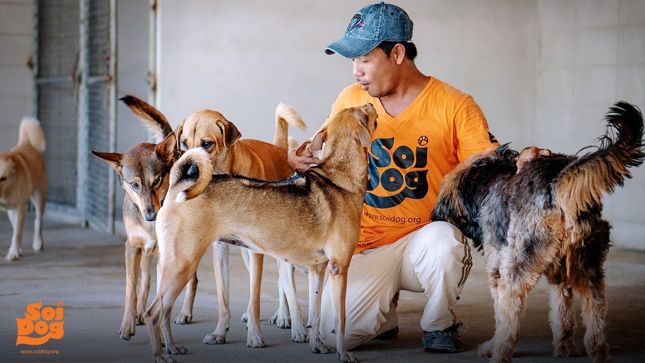 The work Soi Dog can do with your help! - YouTube