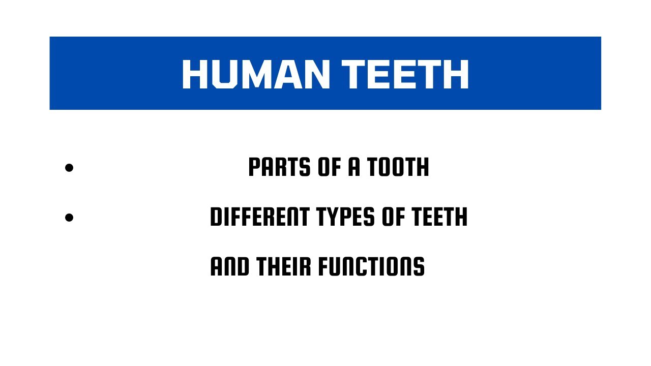Class 5 Science Ch 4 - Human Teeth | Types of Teeth | Parts of a Tooth ...