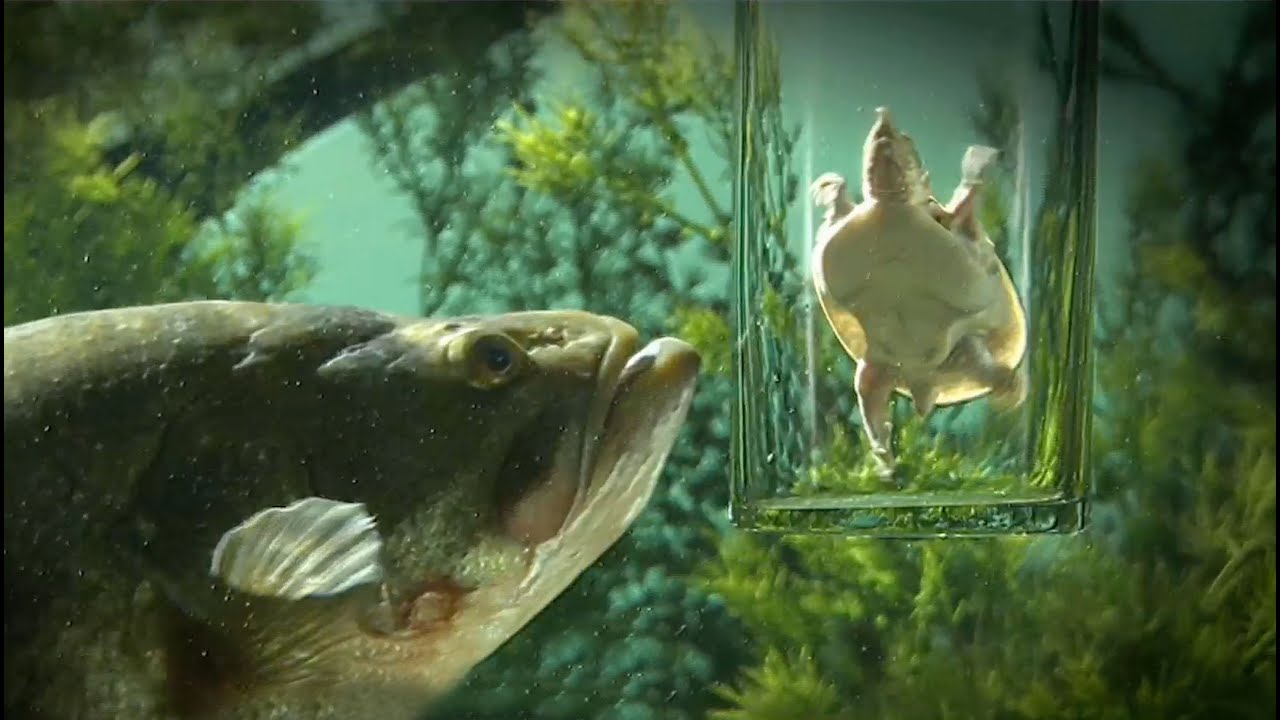 Bombshell Lures! The Toad Catcher! - YouTube