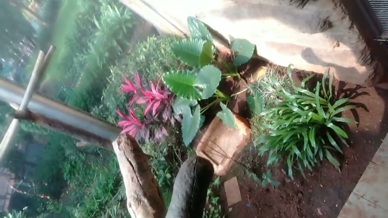 My chiriyakhana full video tota Panchi chidiyaghar like share 🙏# ...