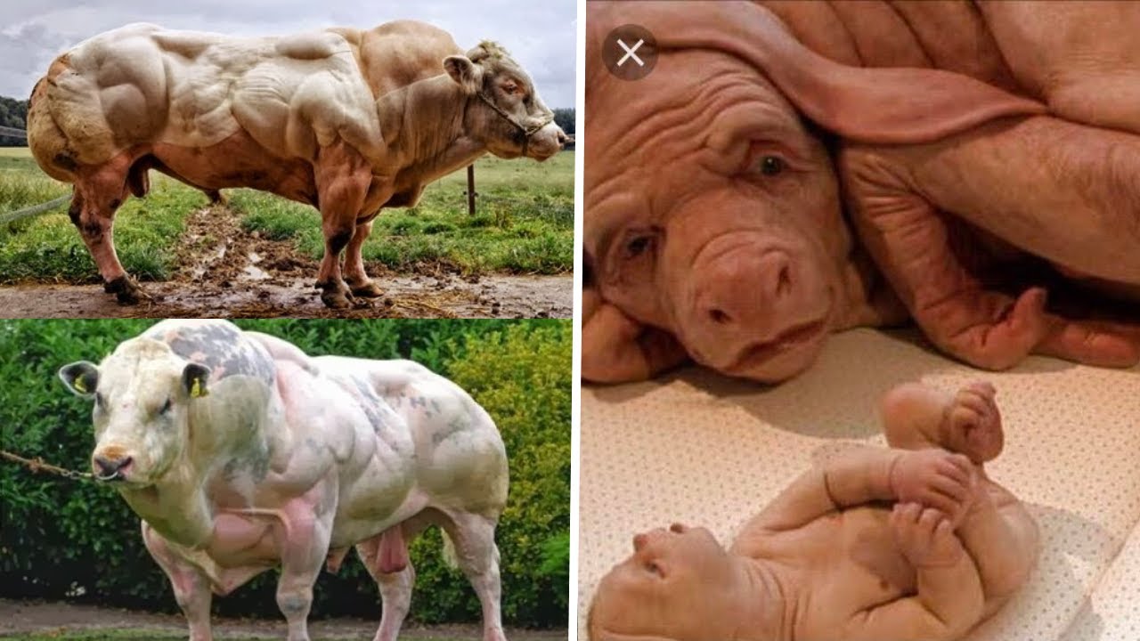 10 INCREÍBLES Animales Creados Por El Hombre 😣 - YouTube