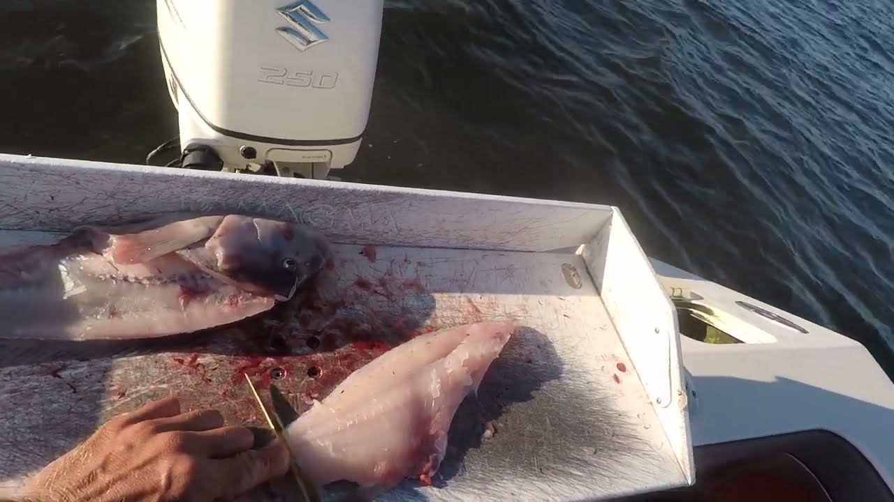 How to Fillet a Tautog (Blackfish) Quick - YouTube