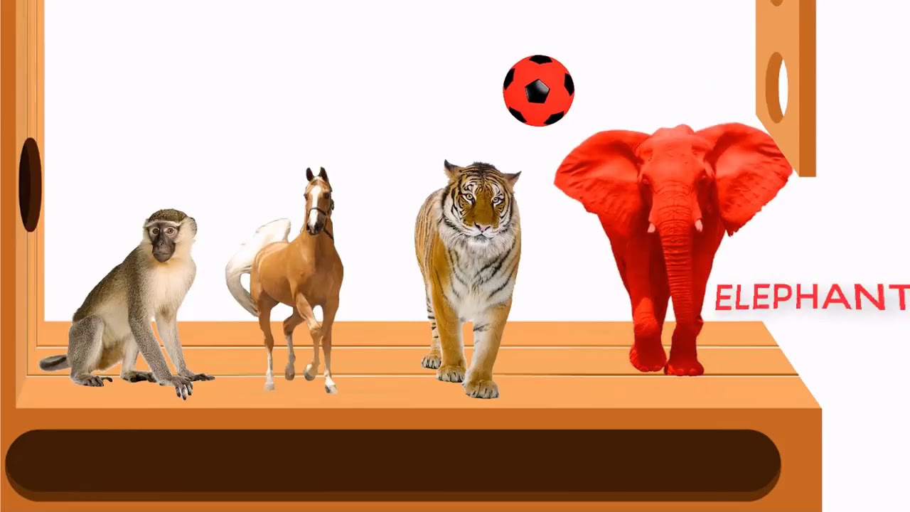 Learn color animal - YouTube