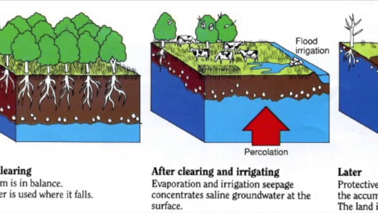 Chemical Analysis on Salinity and Plant Life - YouTube