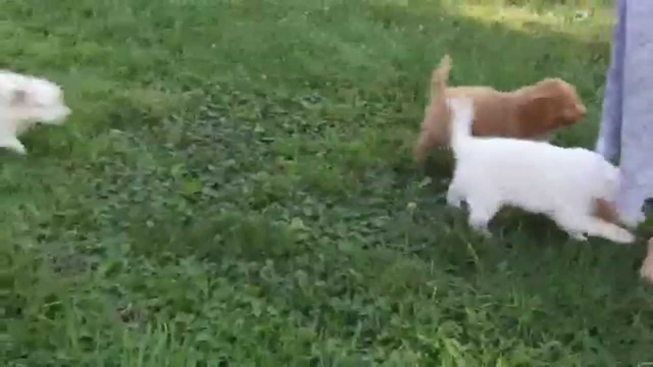 Papi Poo Puppies For Sale - YouTube