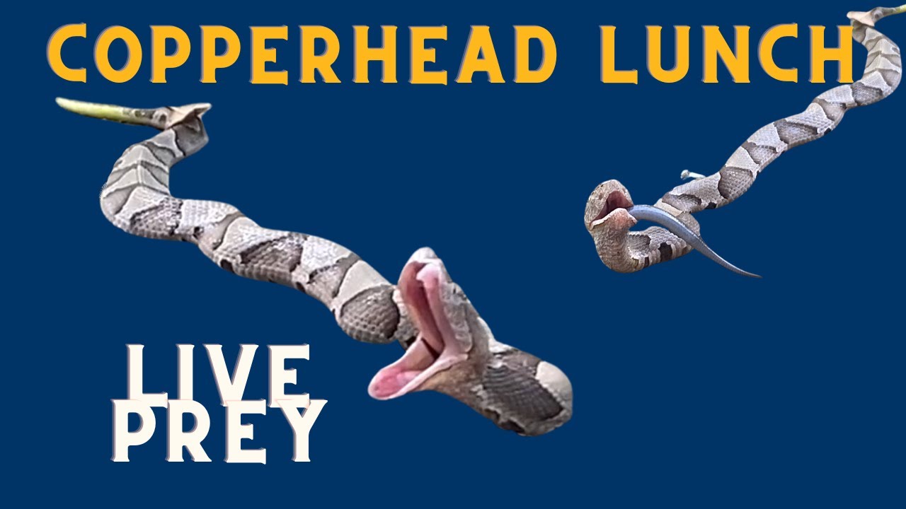 Copperhead found eating skink (lizard) then Stretches fangs - YouTube