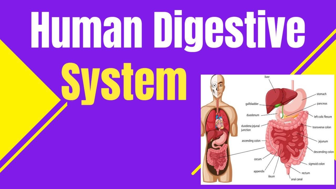 Inside the Human Digestive System||Digestion and absorption||HOW HUMAN ...
