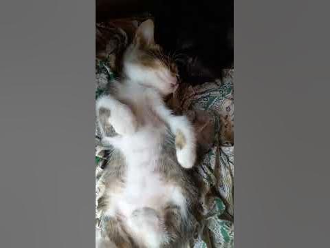 Hewan lucu, anak kucing lagi tidur😊😻🤗🤗#catlover #cat #kucinglucu - YouTube