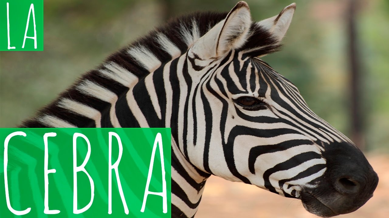 LA CEBRA - YouTube