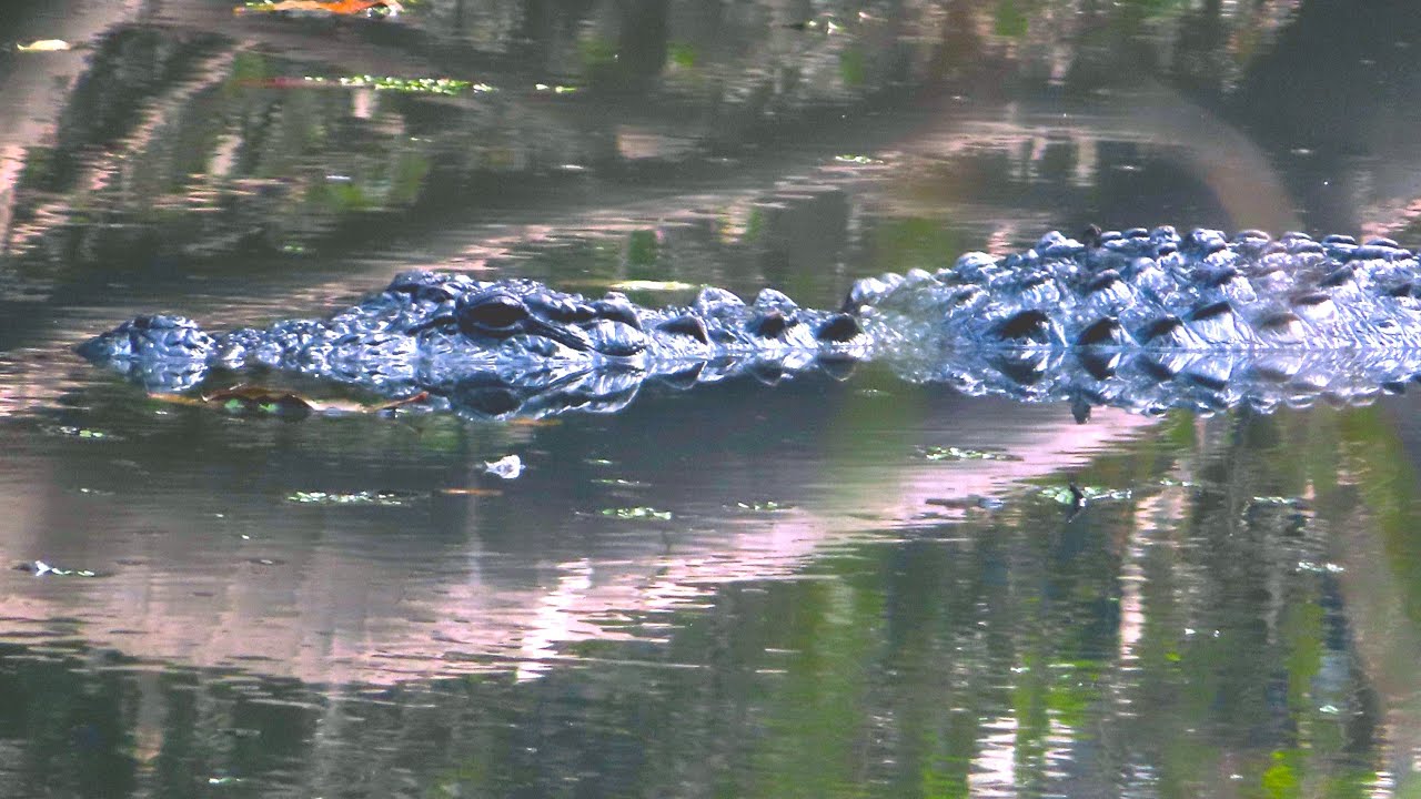 Crocodile swimming | Kakra crocodile trail park | Khatima | Uttarakhand ...
