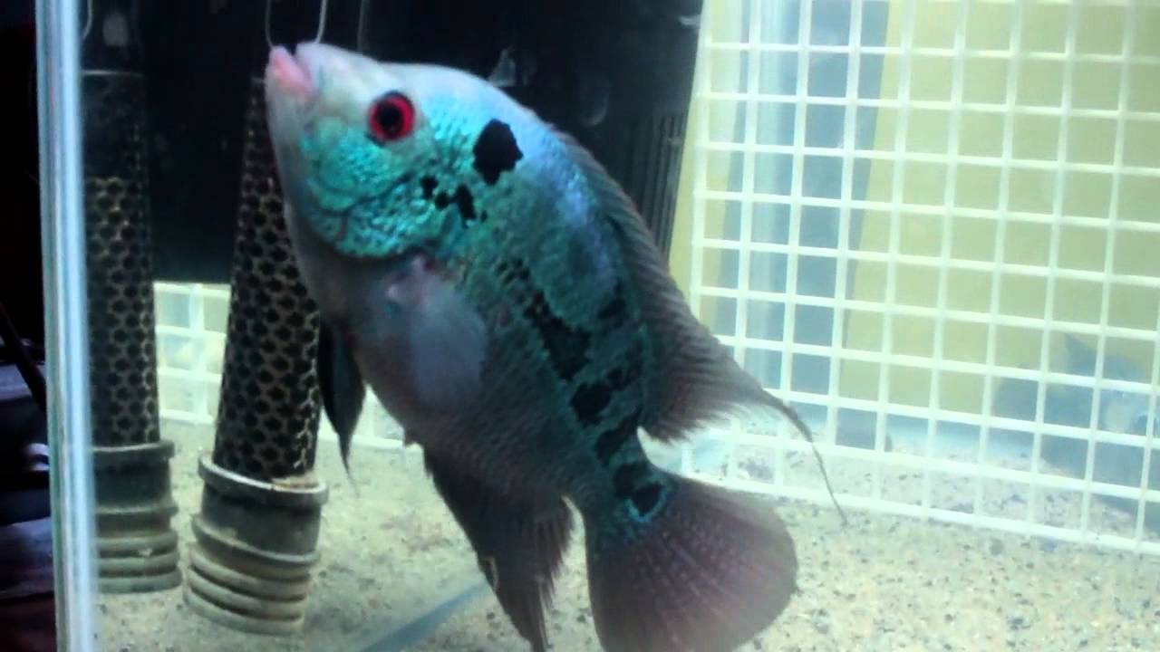 female flowerhorn for sale - YouTube