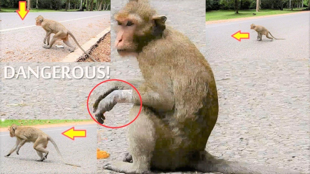 This Zone Dangerous By Traffic Many Monkey Accident|April & Other ...