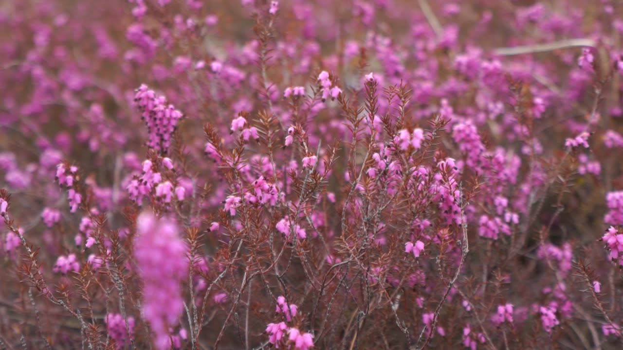 Grathateli në livadhet e Tërbunit! - YouTube