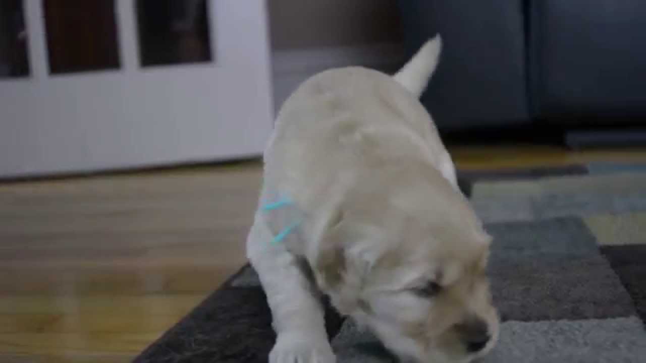 Paws With A Cause - PAWS for Fun - ARCHER the puppy - YouTube