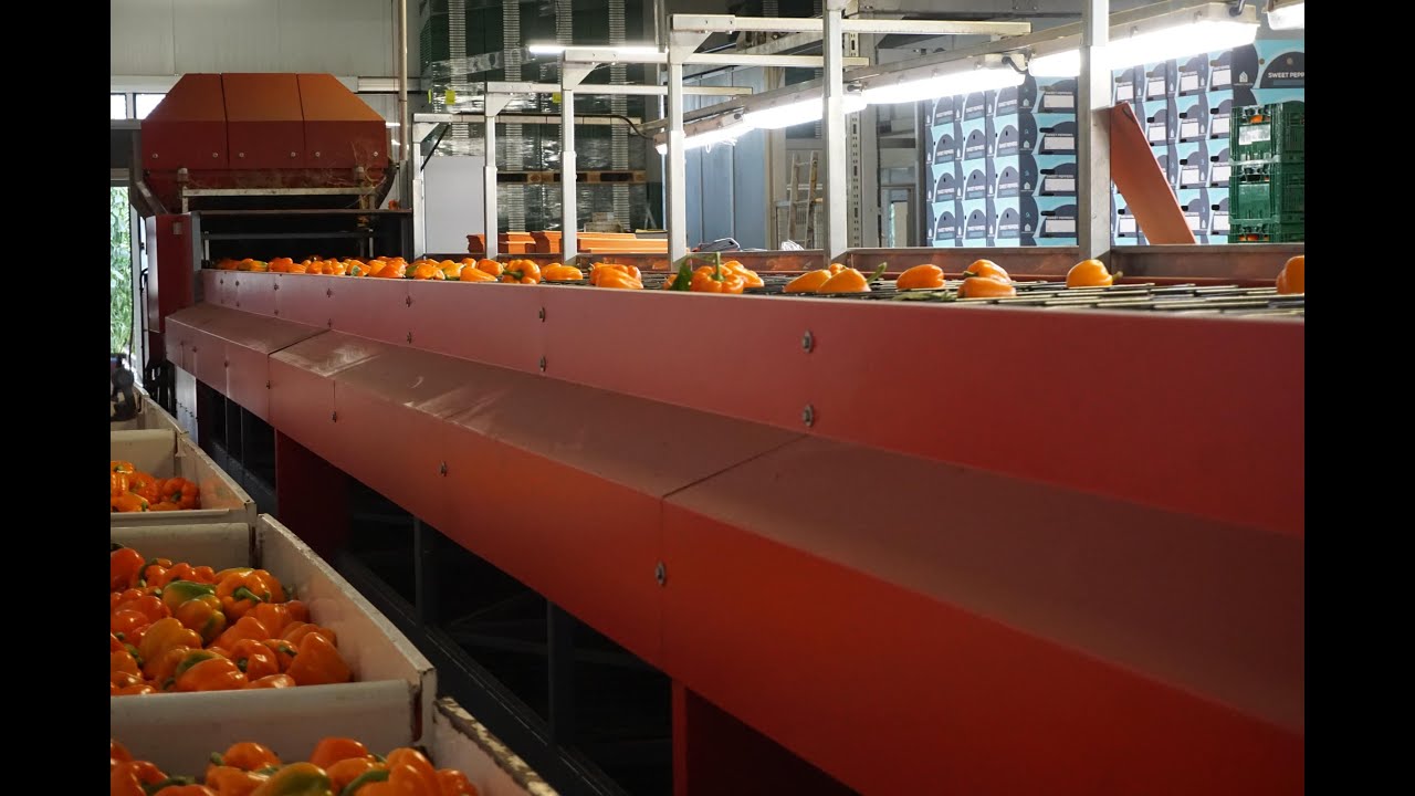 Complete pepper sorting and packing system - YouTube