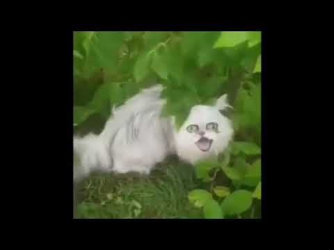 Ma the weird cat is back